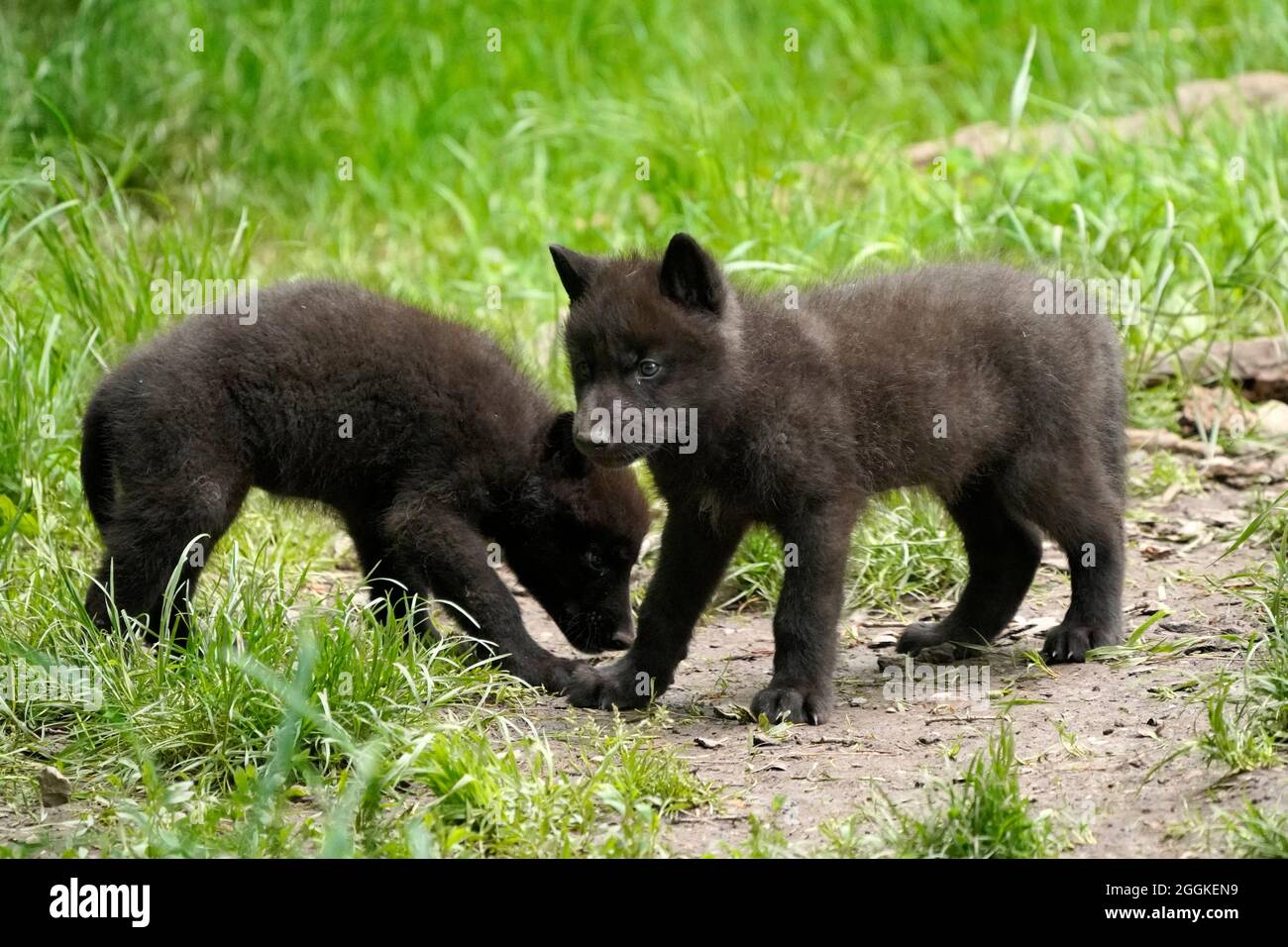 Arctic Timber Wolf Puppies