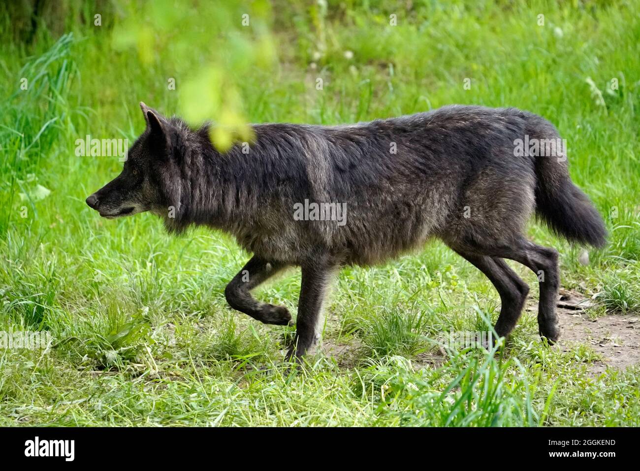 Timber wolf, American wolf (Canis lupus occidentalis) running, Germany ...