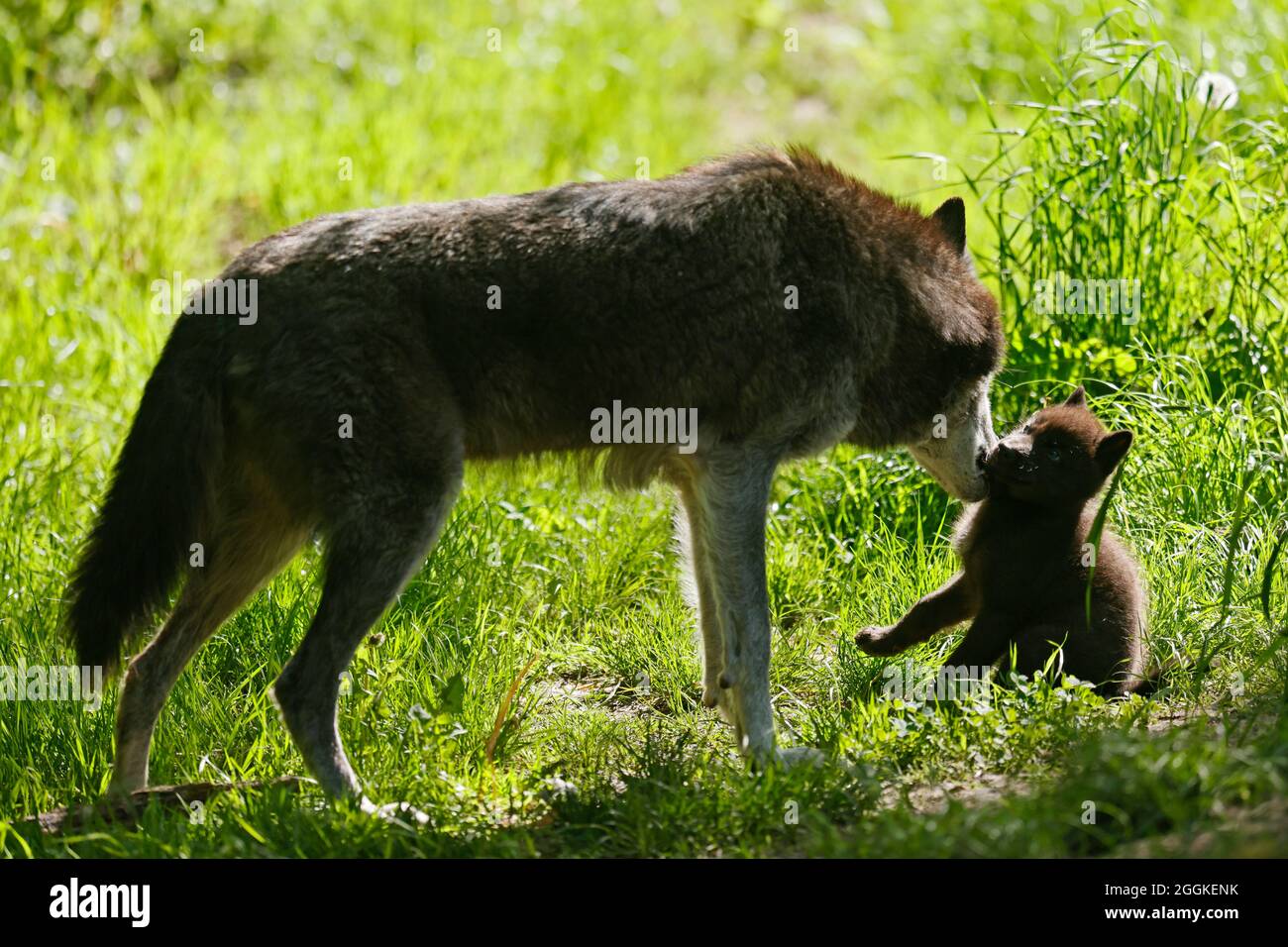 Timber wolf, American wolf (Canis lupus occidentalis), puppy with old ...