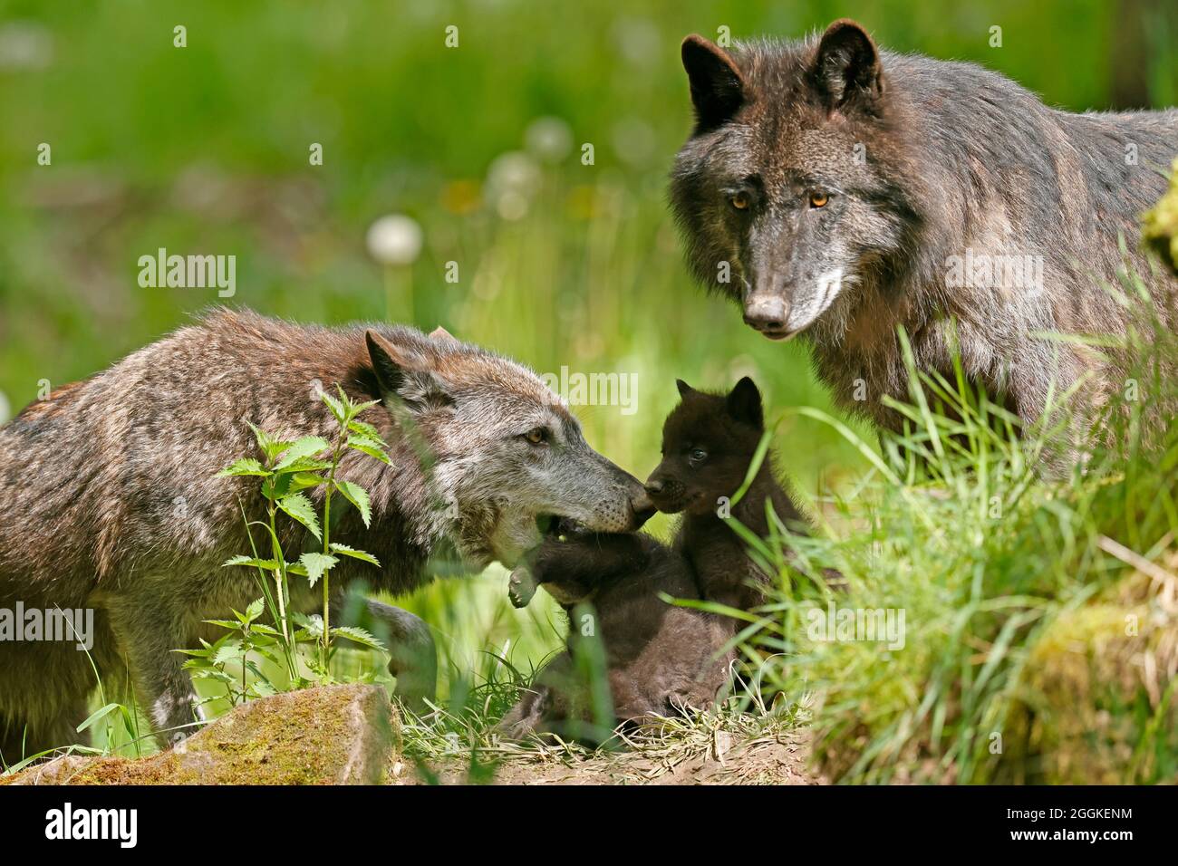 Timber wolf, American wolf (Canis lupus occidentalis), puppy with old ...