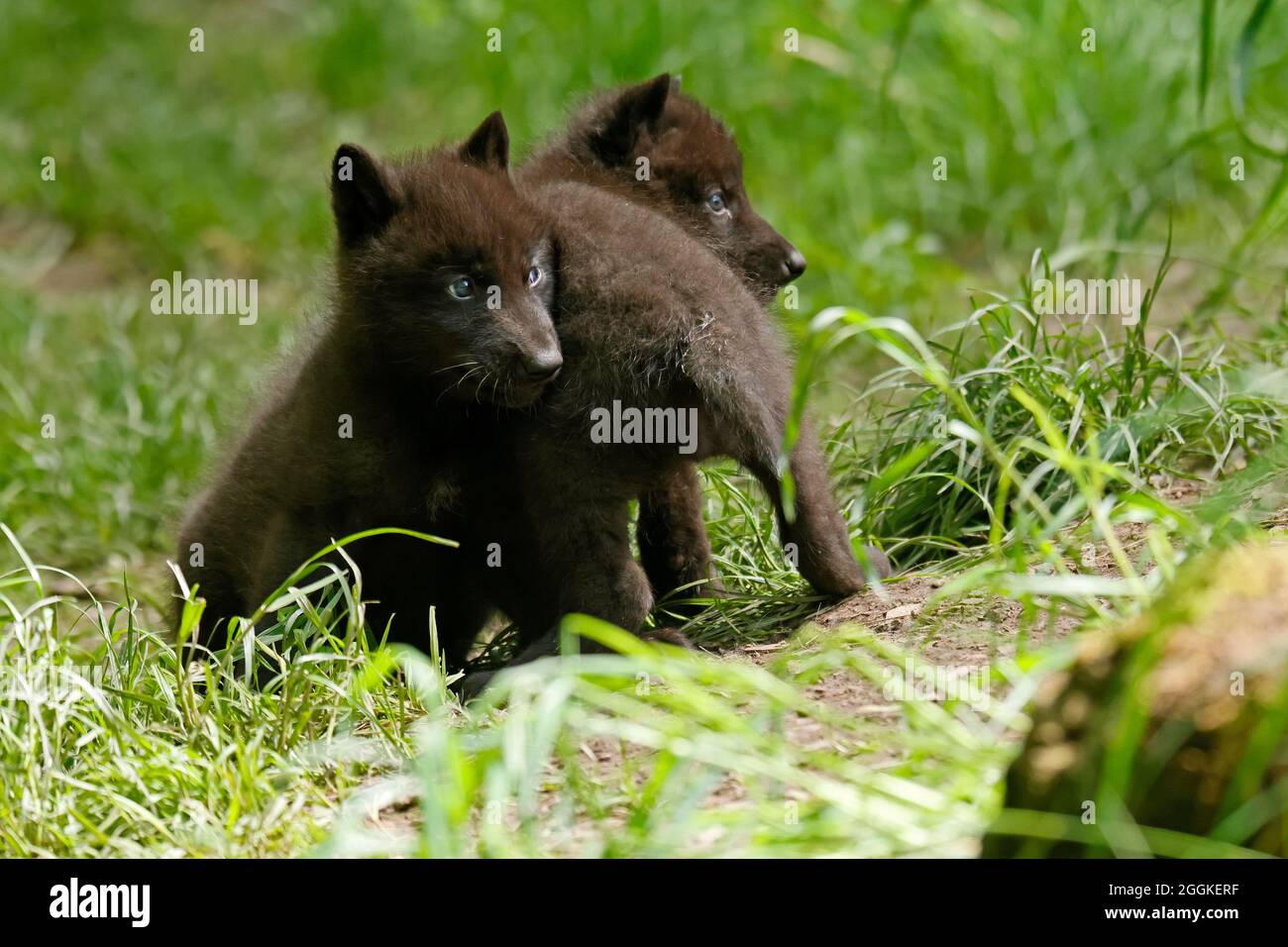 Arctic Timber Wolf Puppies