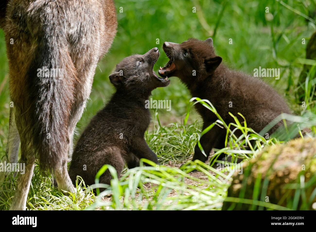 Timber wolf, american wolf (Canis lupus occidentalis) pups at burrow ...