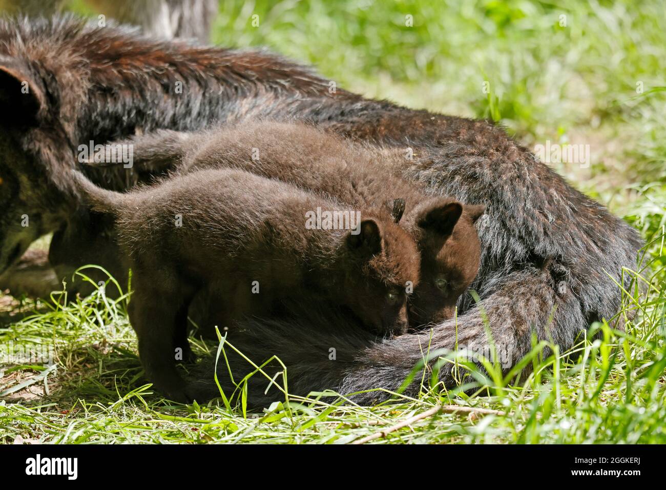 Timber wolf, American wolf (Canis lupus occidentalis), puppy with old ...
