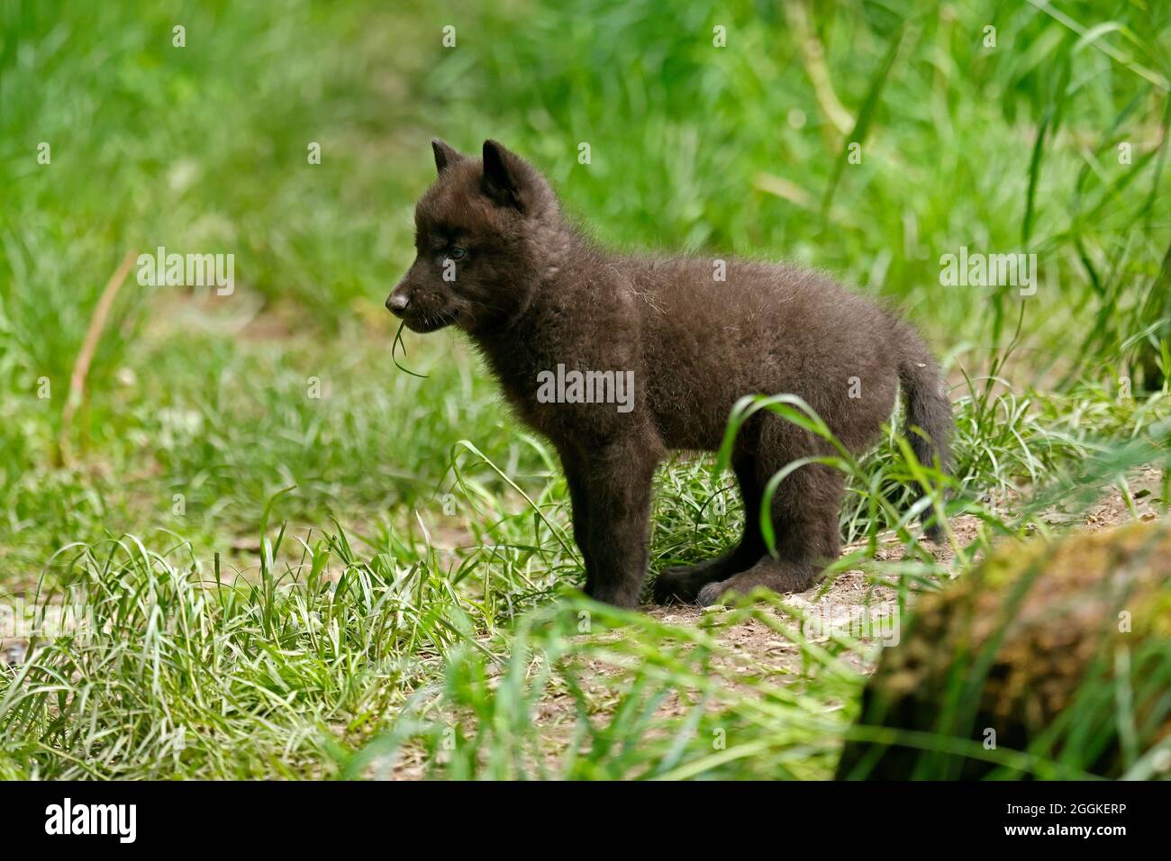 Timber wolf, american wolf (Canis lupus occidentalis), puppy at burrow ...
