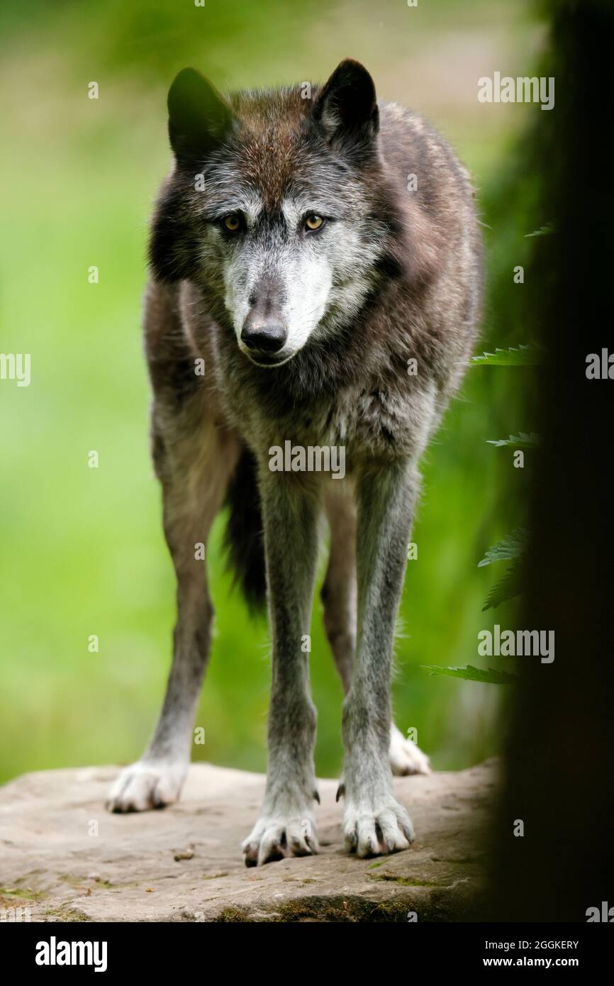 Timber wolf, American wolf (Canis lupus occidentalis) animal portrait ...
