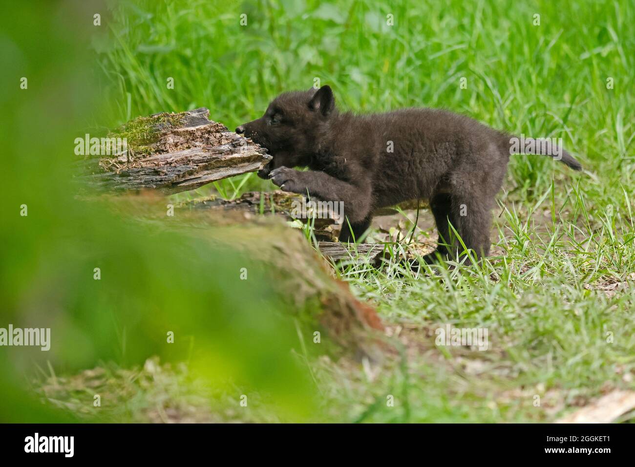 Timber wolf, american wolf (Canis lupus occidentalis), puppy at burrow ...