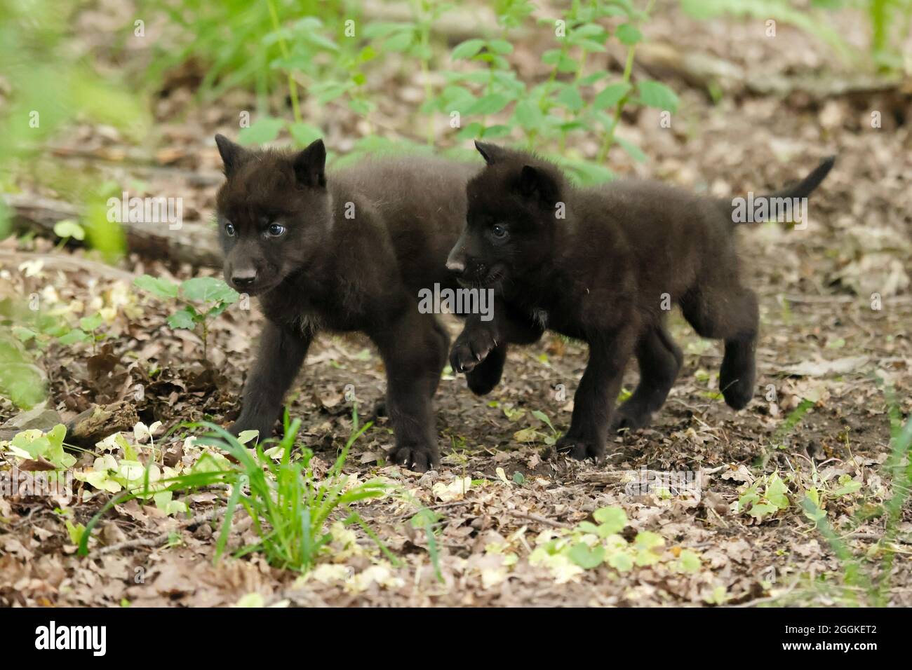 Timber wolf, american wolf (Canis lupus occidentalis) pups at burrow ...