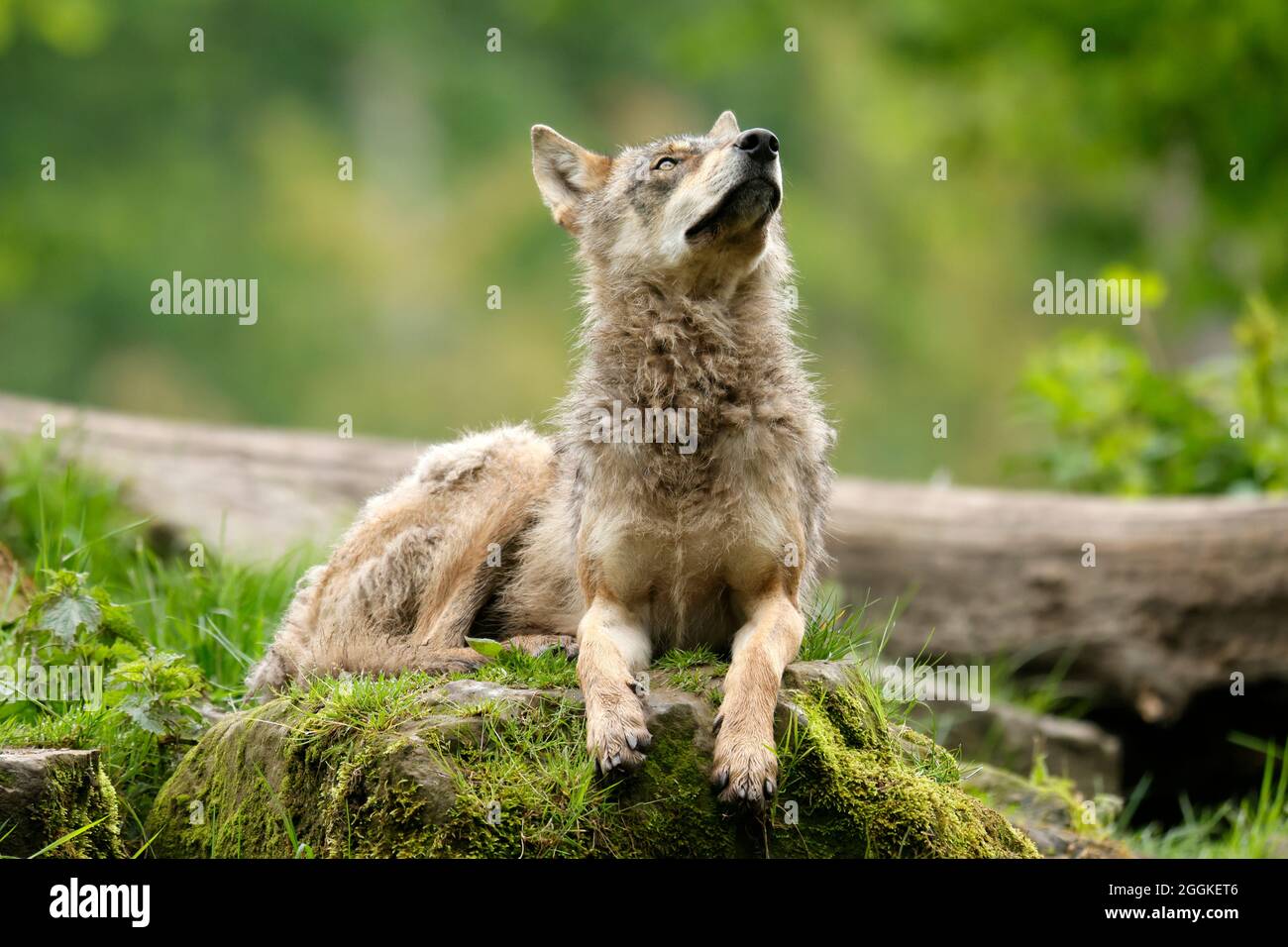 Wolf Lying Down High Resolution Stock Photography and Images - Alamy