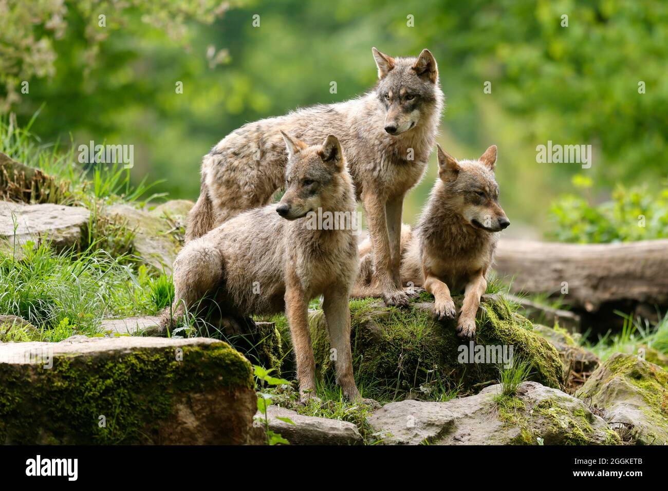 European wolves (Canis lupus) lying down, Germany Stock Photo - Alamy