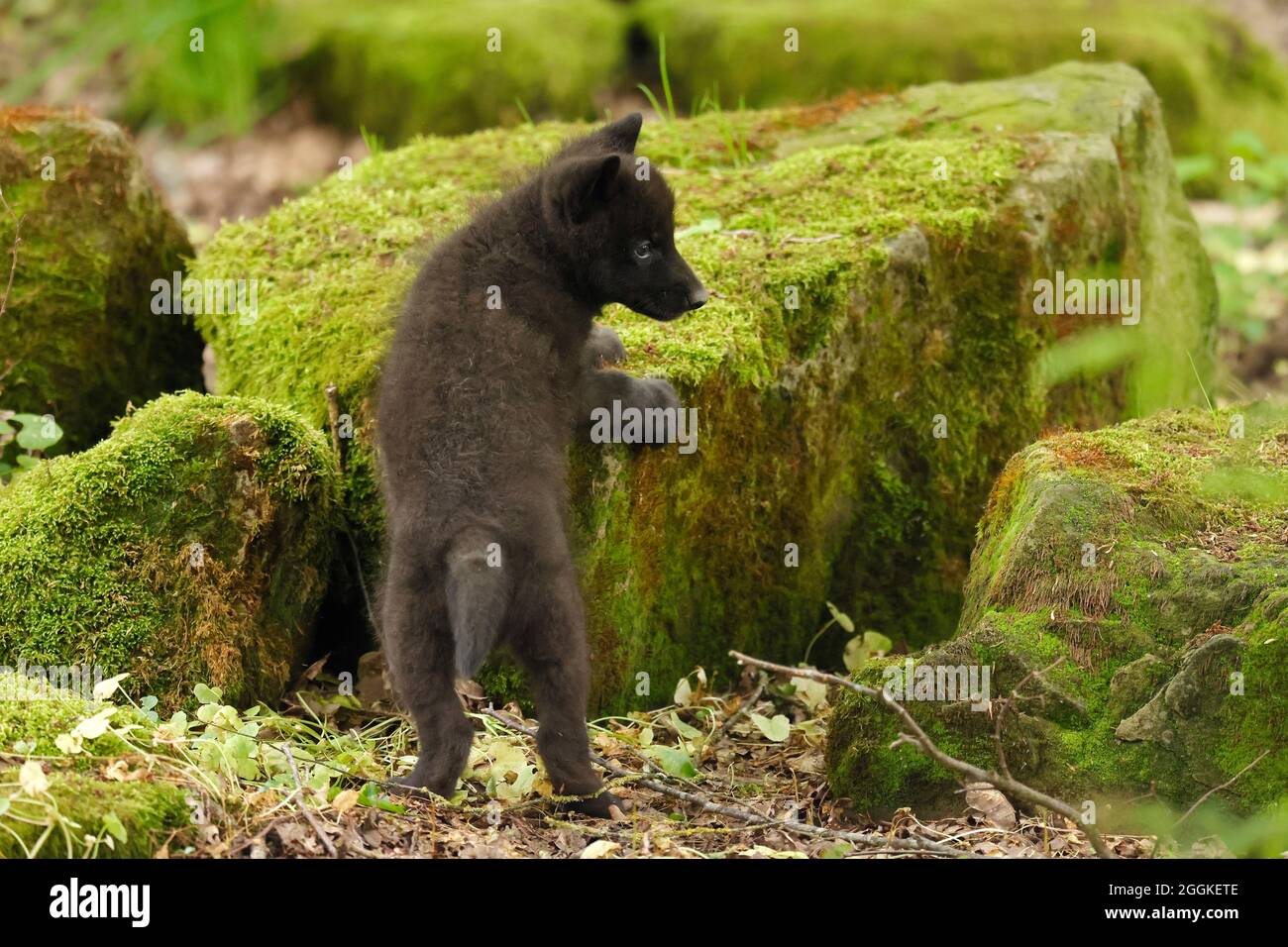 Timber wolf, american wolf (Canis lupus occidentalis), puppy at burrow ...