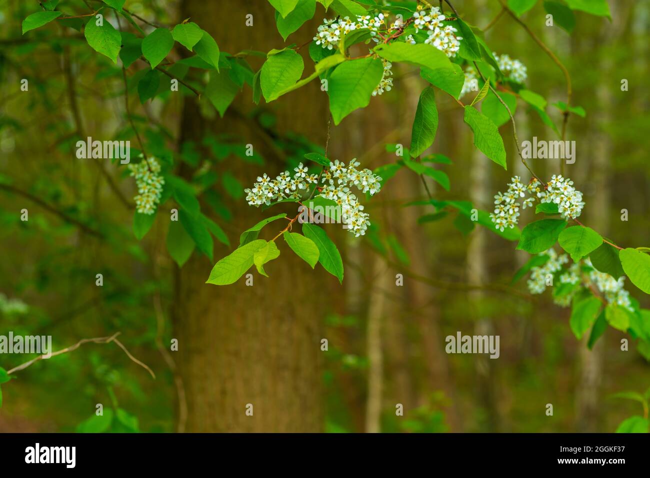 Flowering tree in spring in Germany in the forest Stock Photo - Alamy