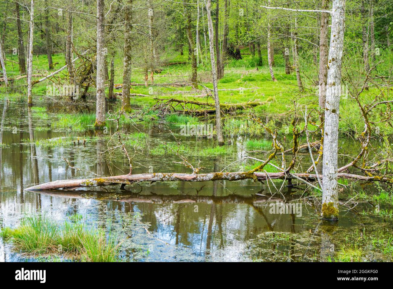 Nature reserve with swamp and dead wood Stock Photo - Alamy