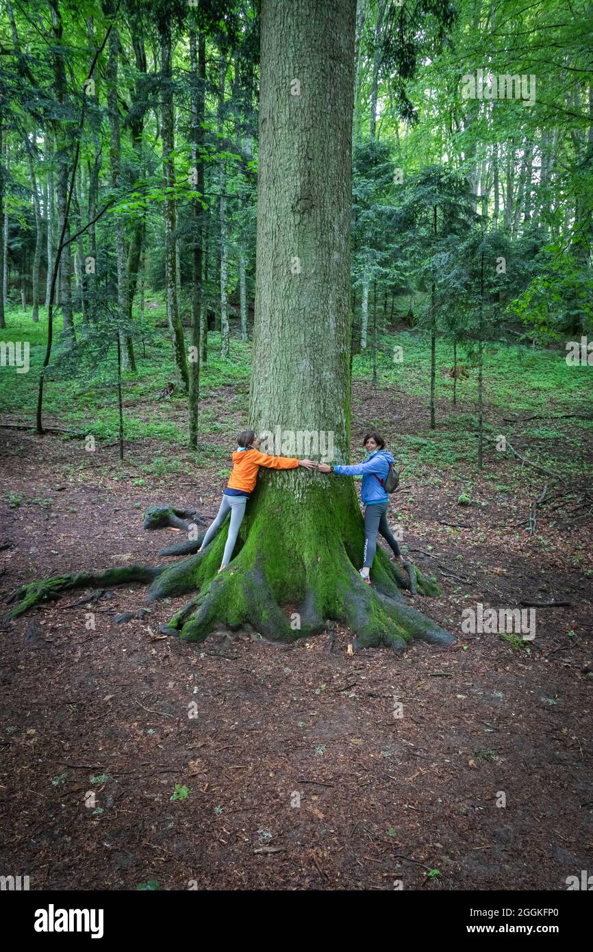 mother and daughter hug a giant beech trunk in the Casentino forests ...