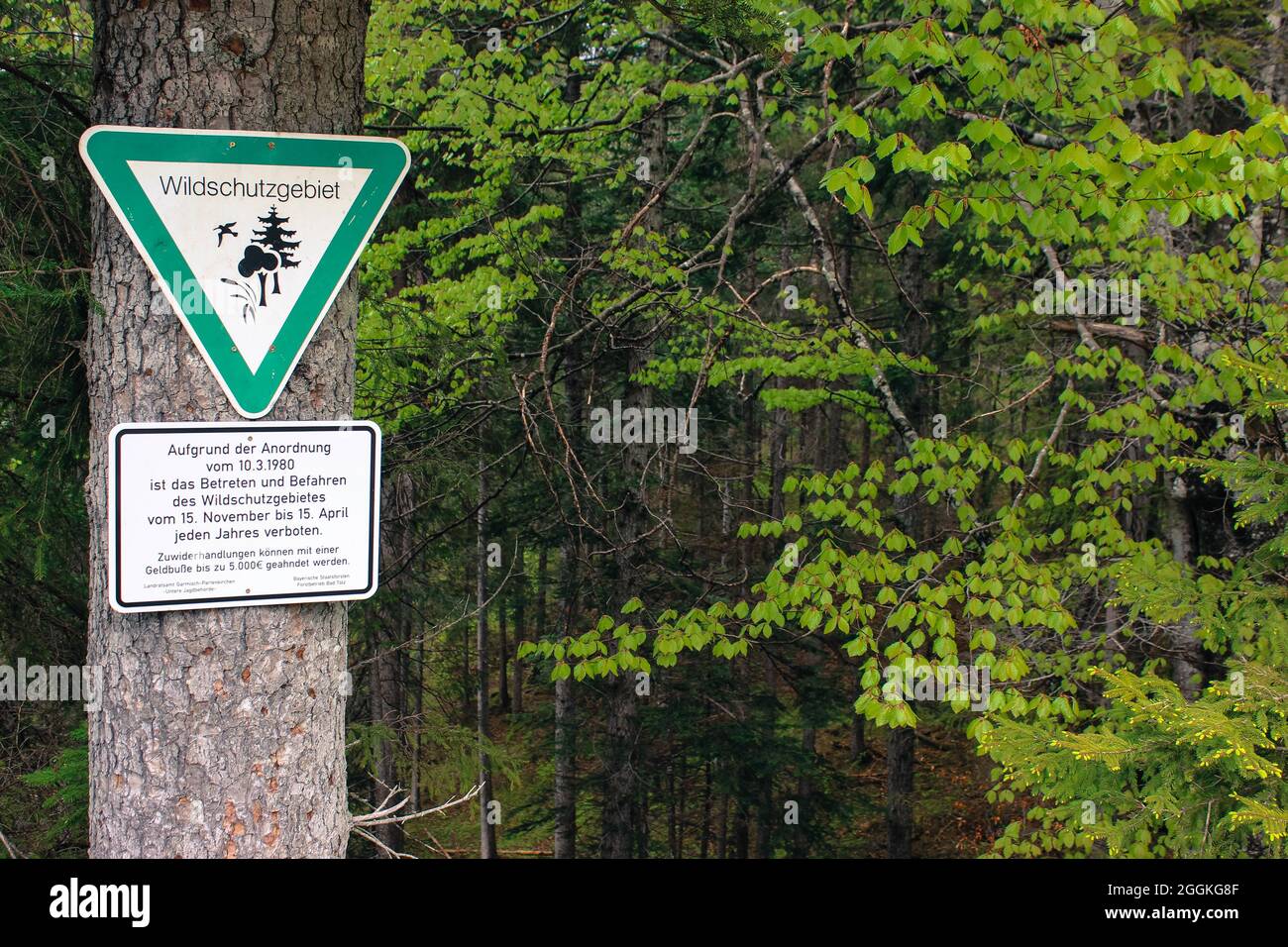 Signposting In A Forest High Resolution Stock Photography and Images ...
