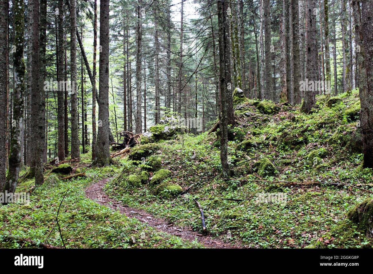 Europe, Germany, Bavaria, Upper Bavaria, Mittenwald, hiking area ...