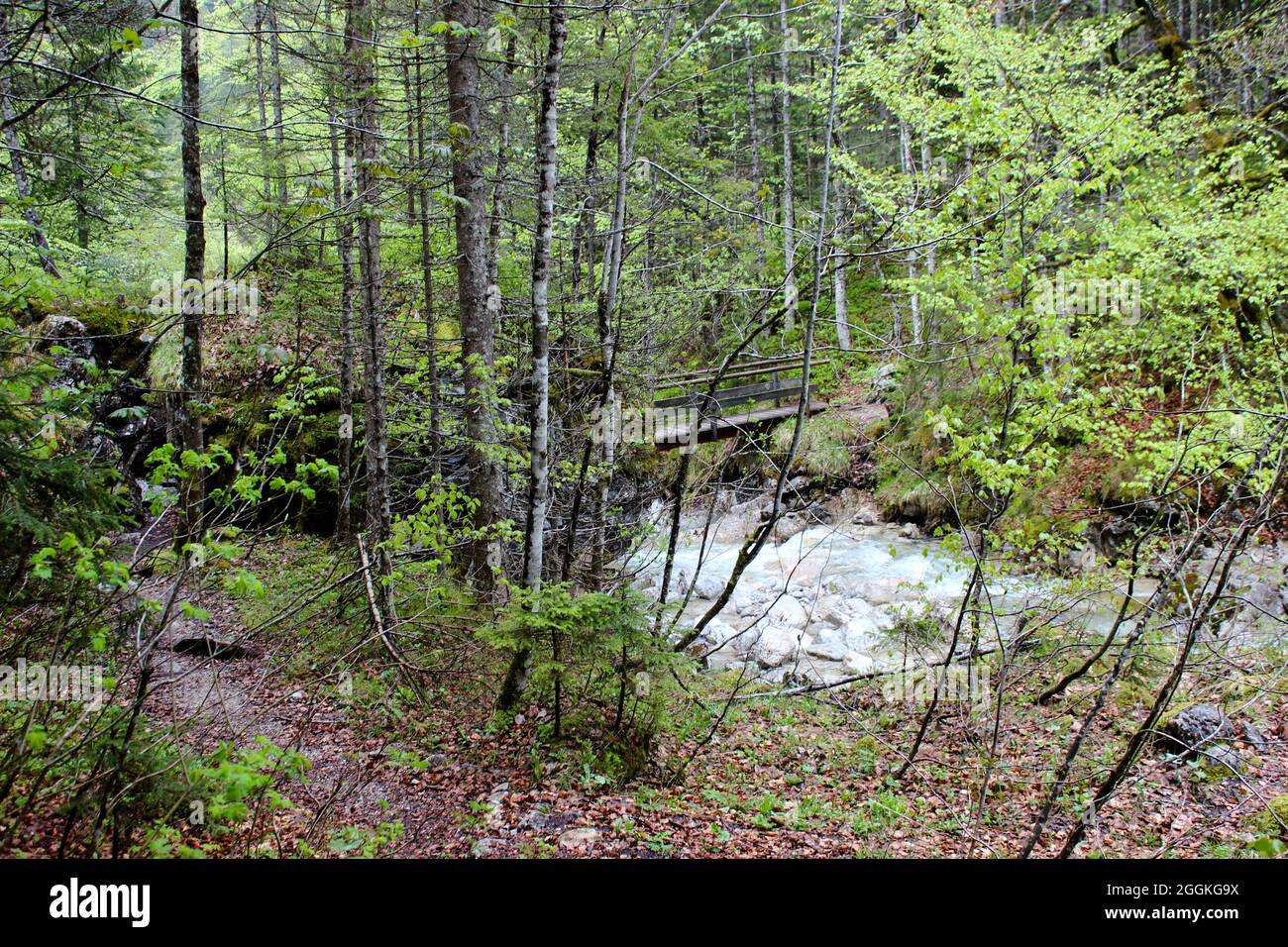 Small river in forest mountain hi-res stock photography and images - Alamy
