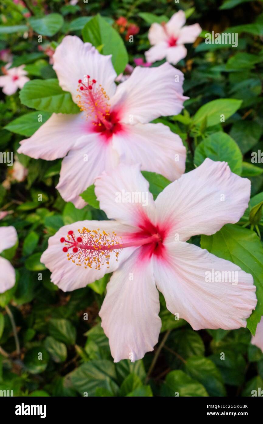 The rose hibiscus (Hibiscus rosa-sinensis) "Apple Blossom Stock Photo ...