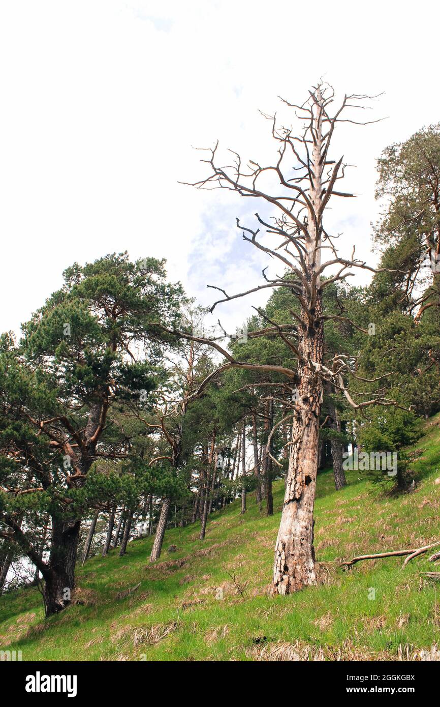 dead tree in the forest Stock Photo - Alamy
