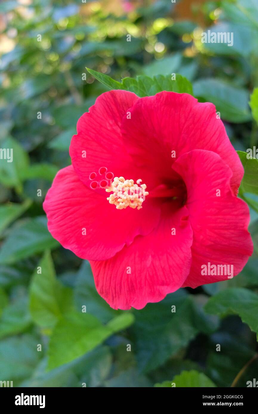 The rose hibiscus (Hibiscus rosa-sinensis), Hibiscus Tradewinds ...
