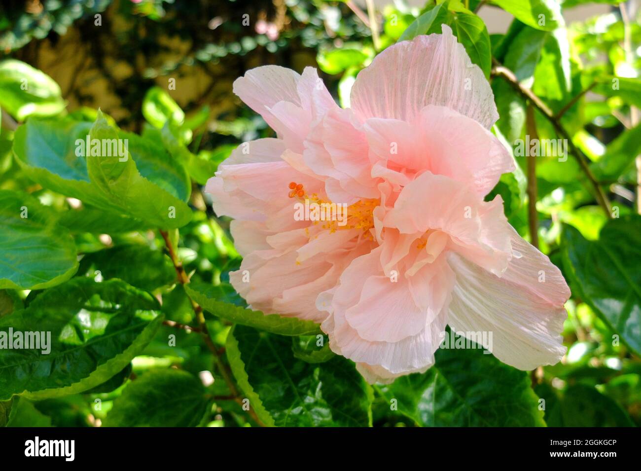 The rose hibiscus (Hibiscus rosa-sinensis), double flower Stock Photo ...