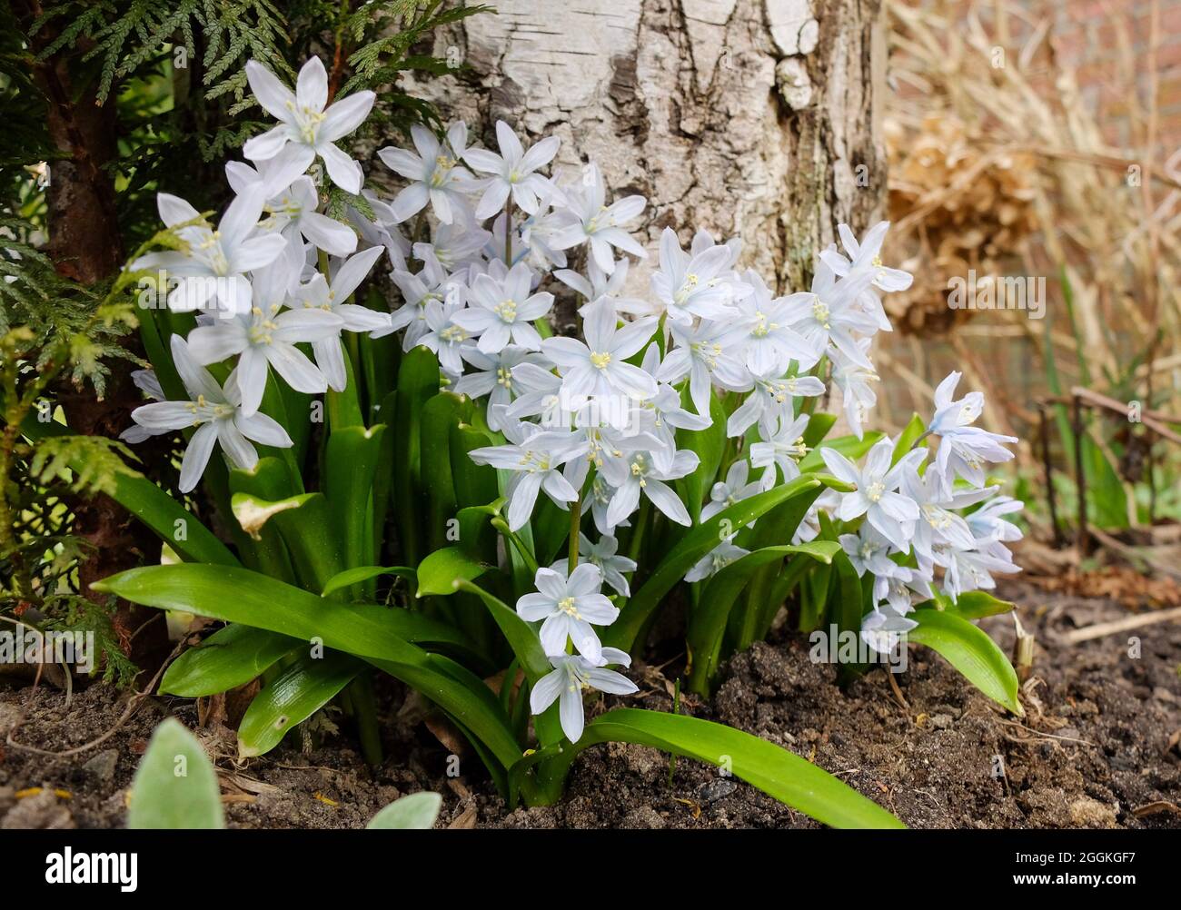 White squill scilla hi-res stock photography and images - Alamy
