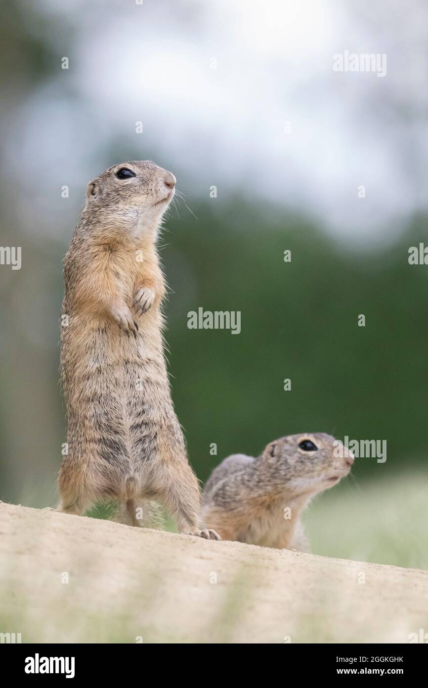 Ground Squirrel Targets