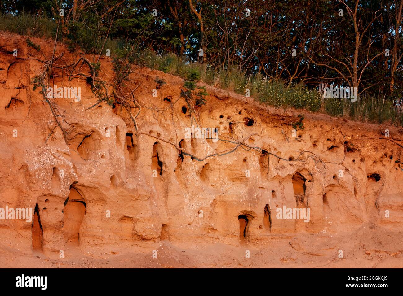 Breeding wall near willows Stock Photo - Alamy