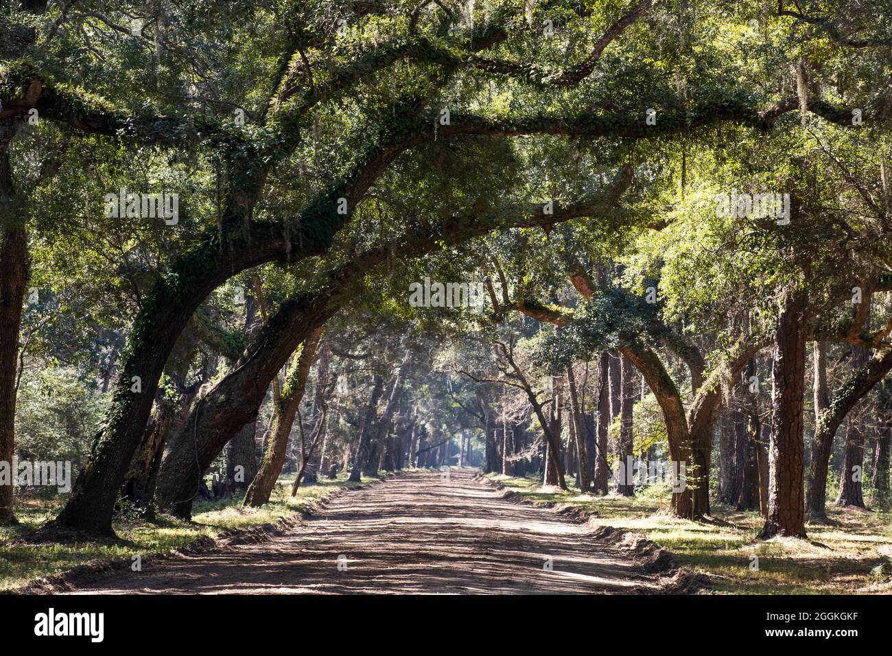 Botany Bay Plantation in Edisto Island, South Carolina Stock Photo - Alamy