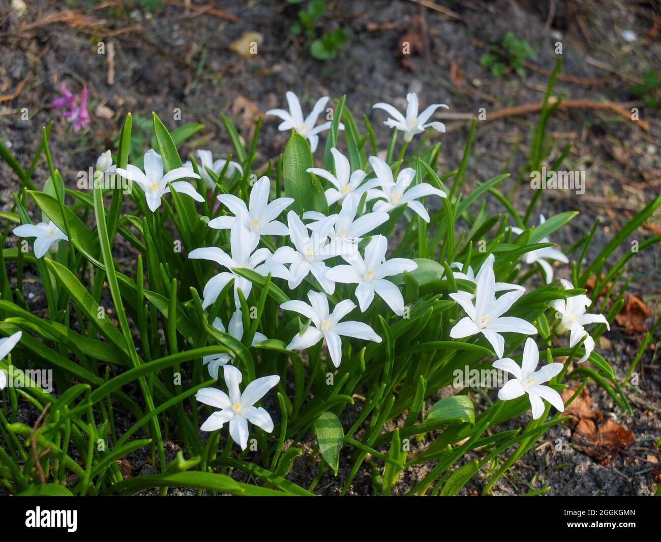 Glory snow chionodoxa luciliae early hi-res stock photography and ...