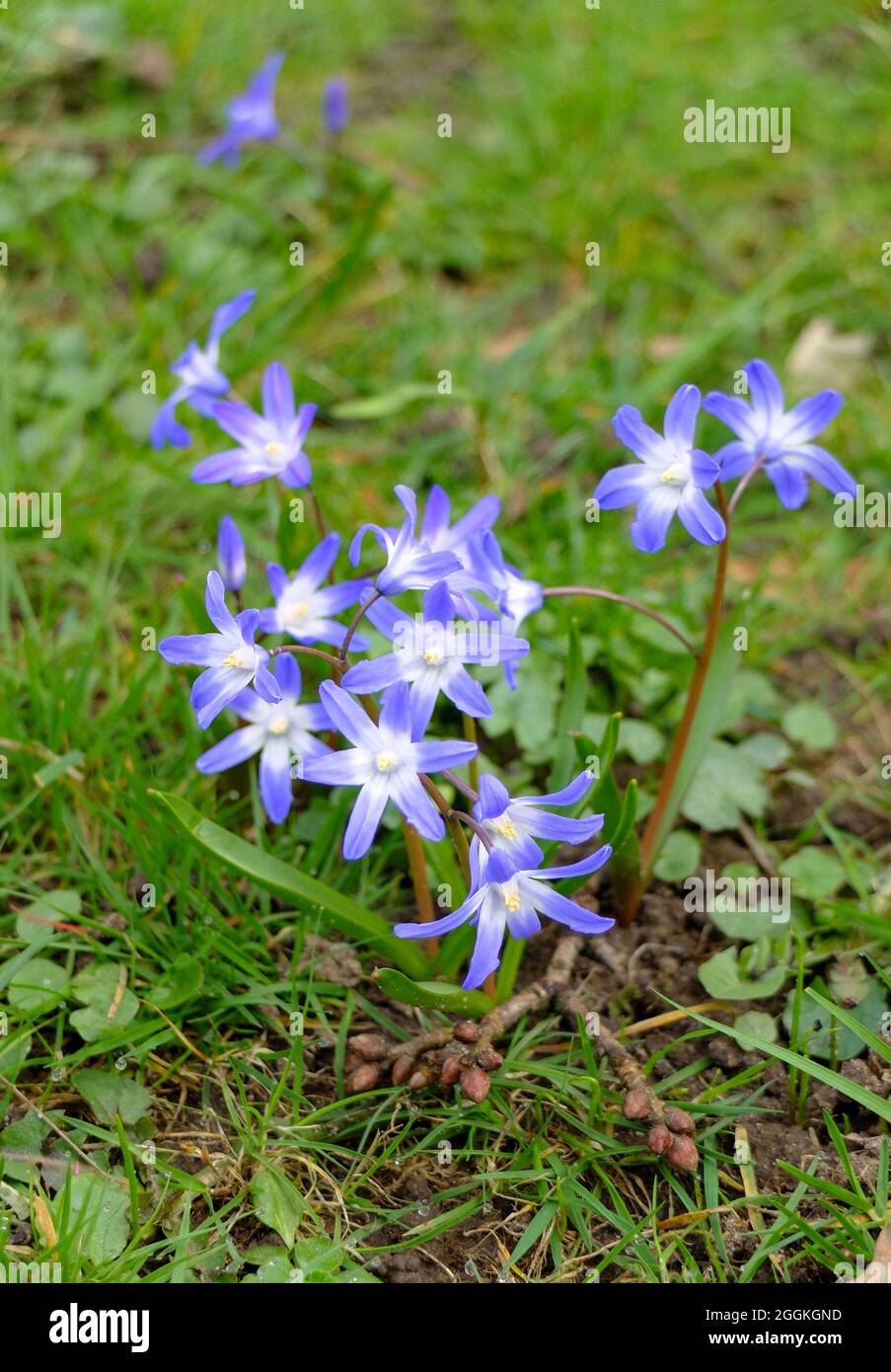 The blue snow shine (Chionodoxa, snow pride, star hyacinth Stock Photo ...
