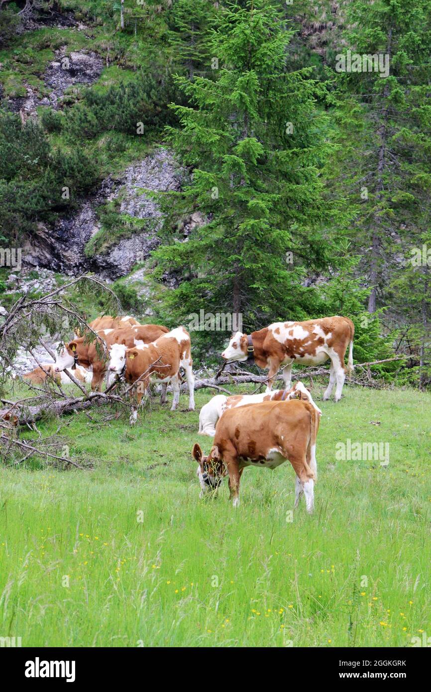 Finzbachalm, alpine pasture, river, brook, Finz, alpine cattle, Krün ...
