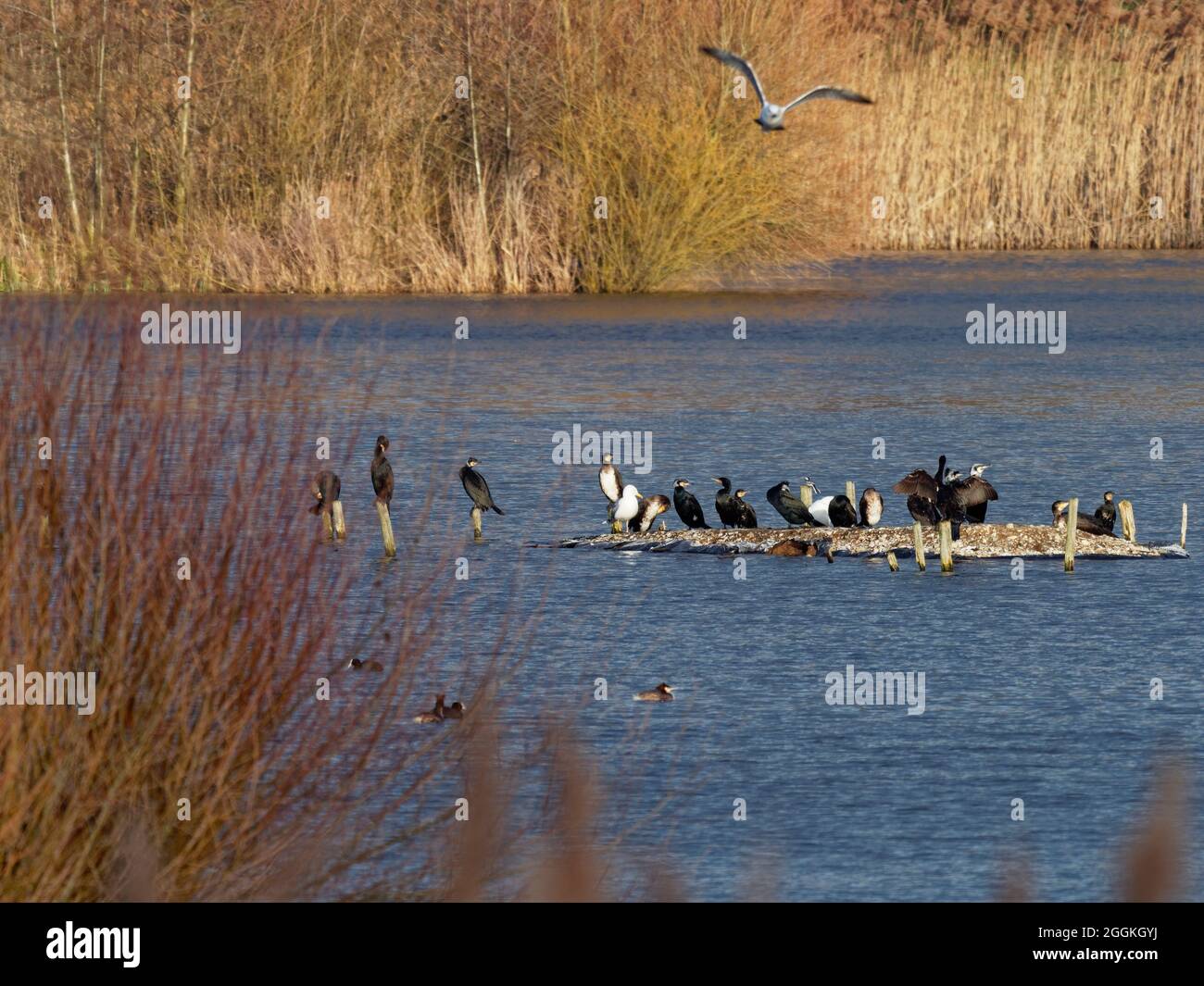 Breeding ravens hi-res stock photography and images - Alamy