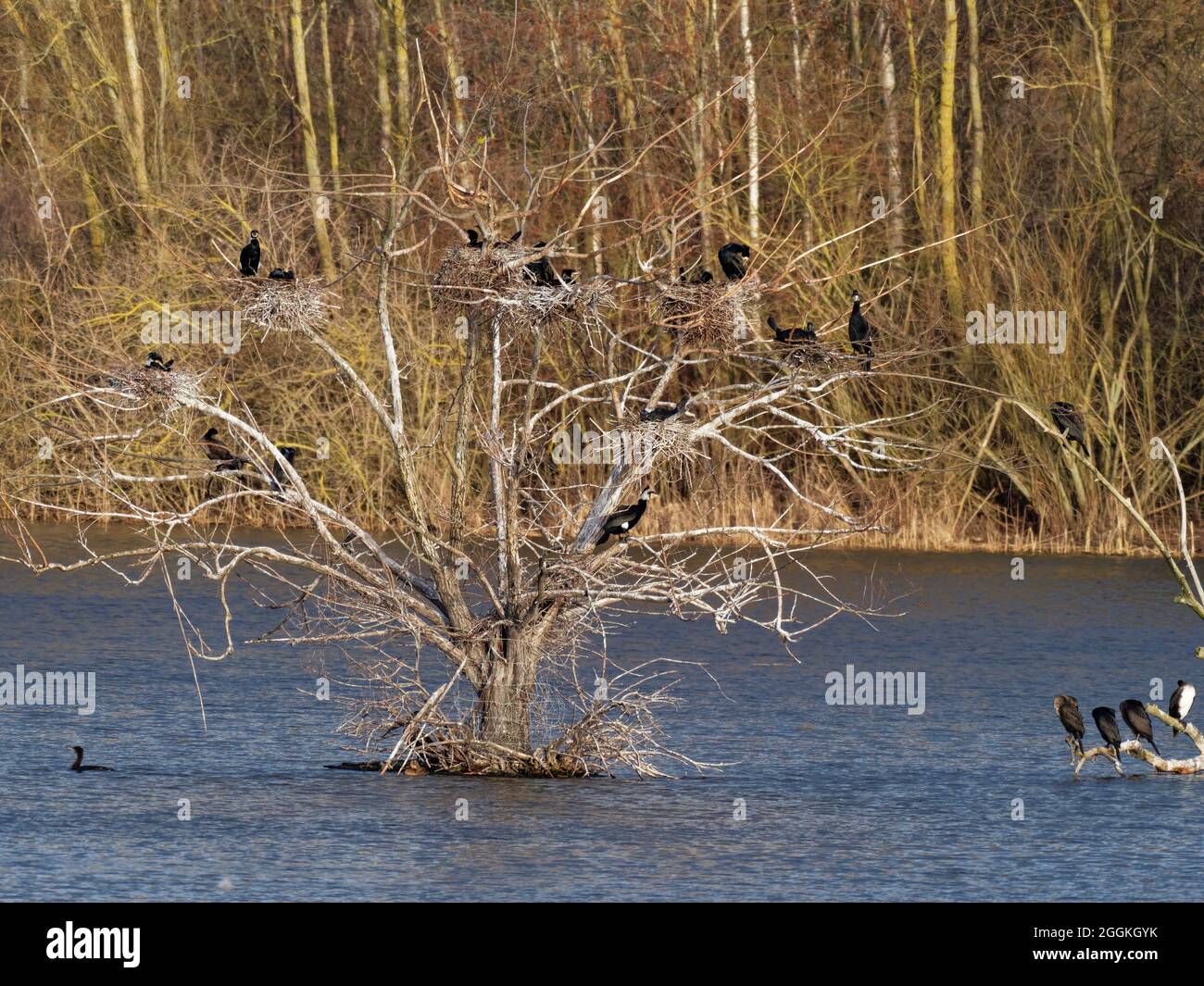 Cormorant breeding colony, Phalacrocorax carbo Stock Photo - Alamy