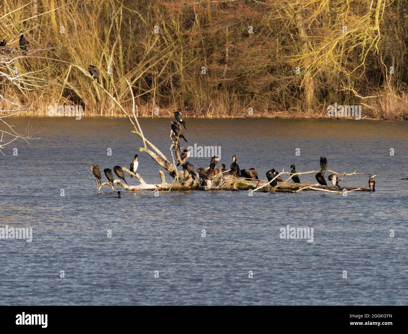 Breeding ravens hi-res stock photography and images - Alamy