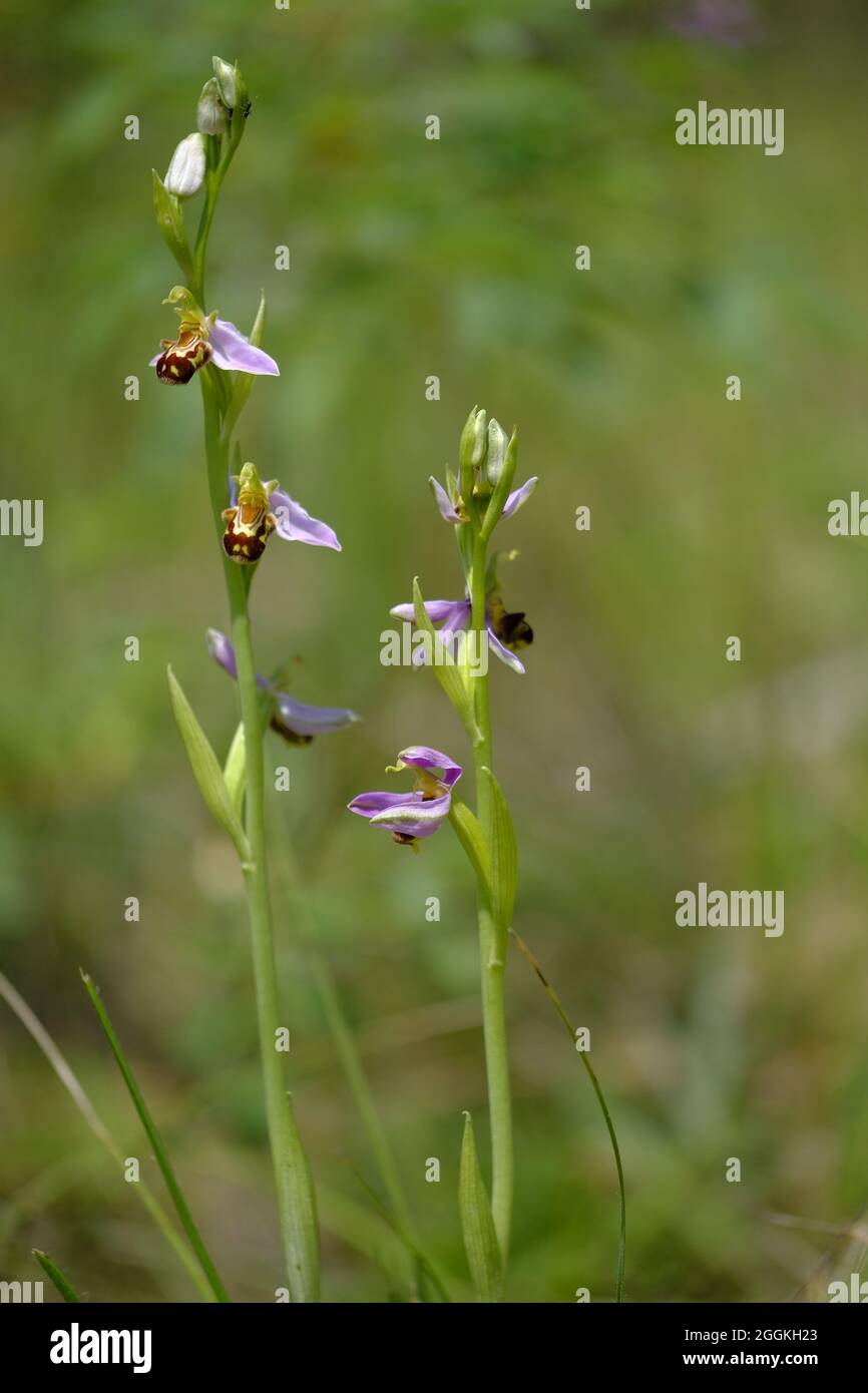Ophrys bee hi-res stock photography and images - Alamy