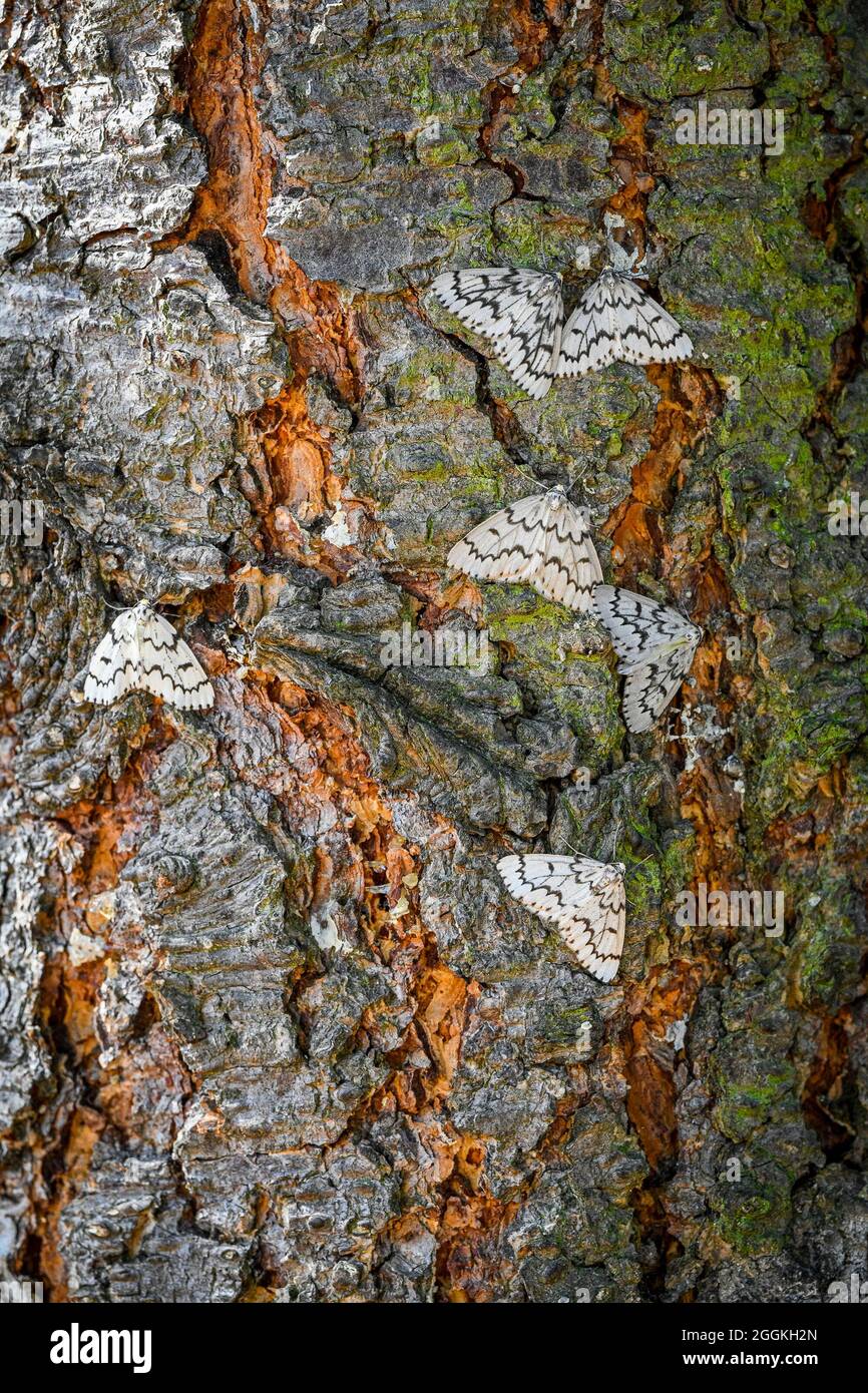 False hemlock looper moths hi-res stock photography and images - Alamy