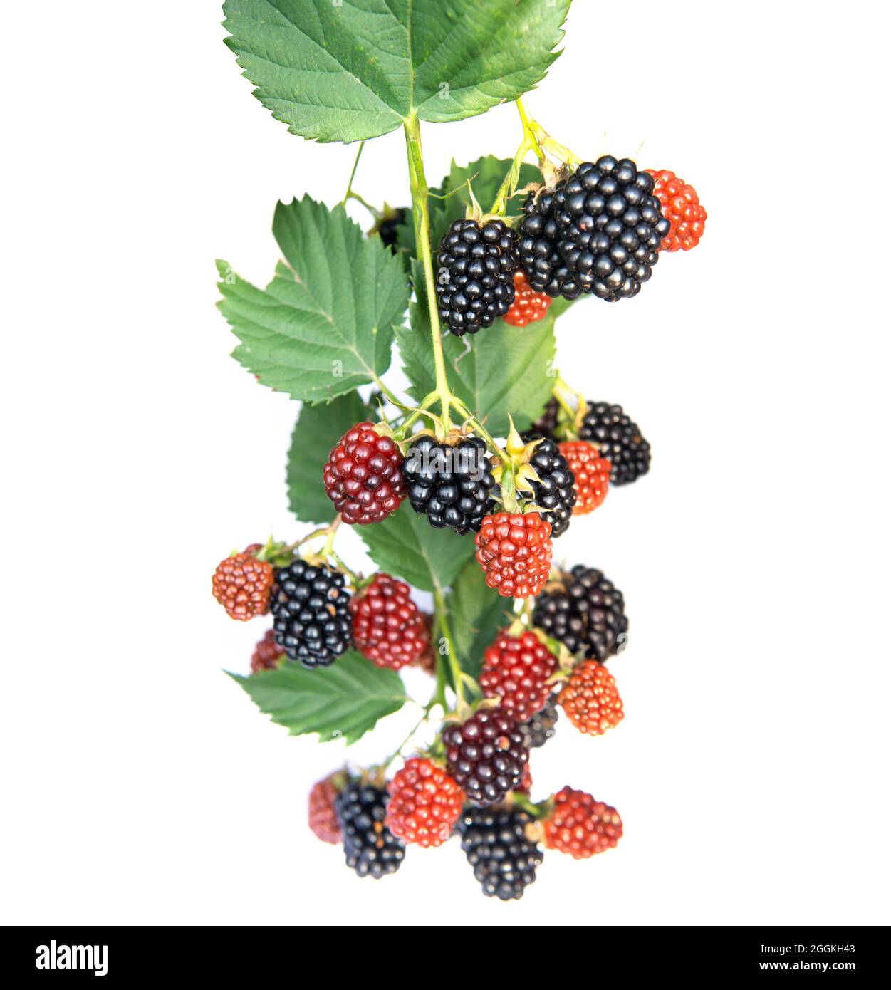Cluster of purple berries hi-res stock photography and images - Alamy
