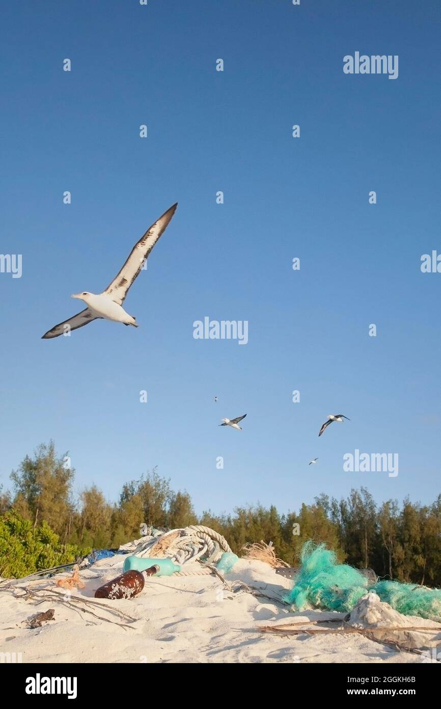 Great pacific garbage patch birds hi-res stock photography and images ...