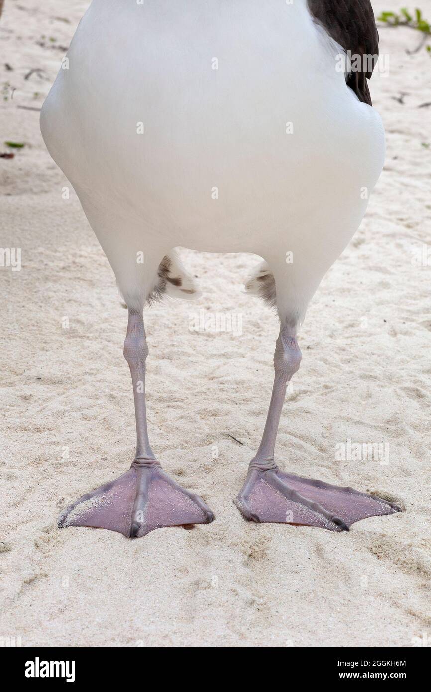 Webbed feet hi-res stock photography and images - Alamy