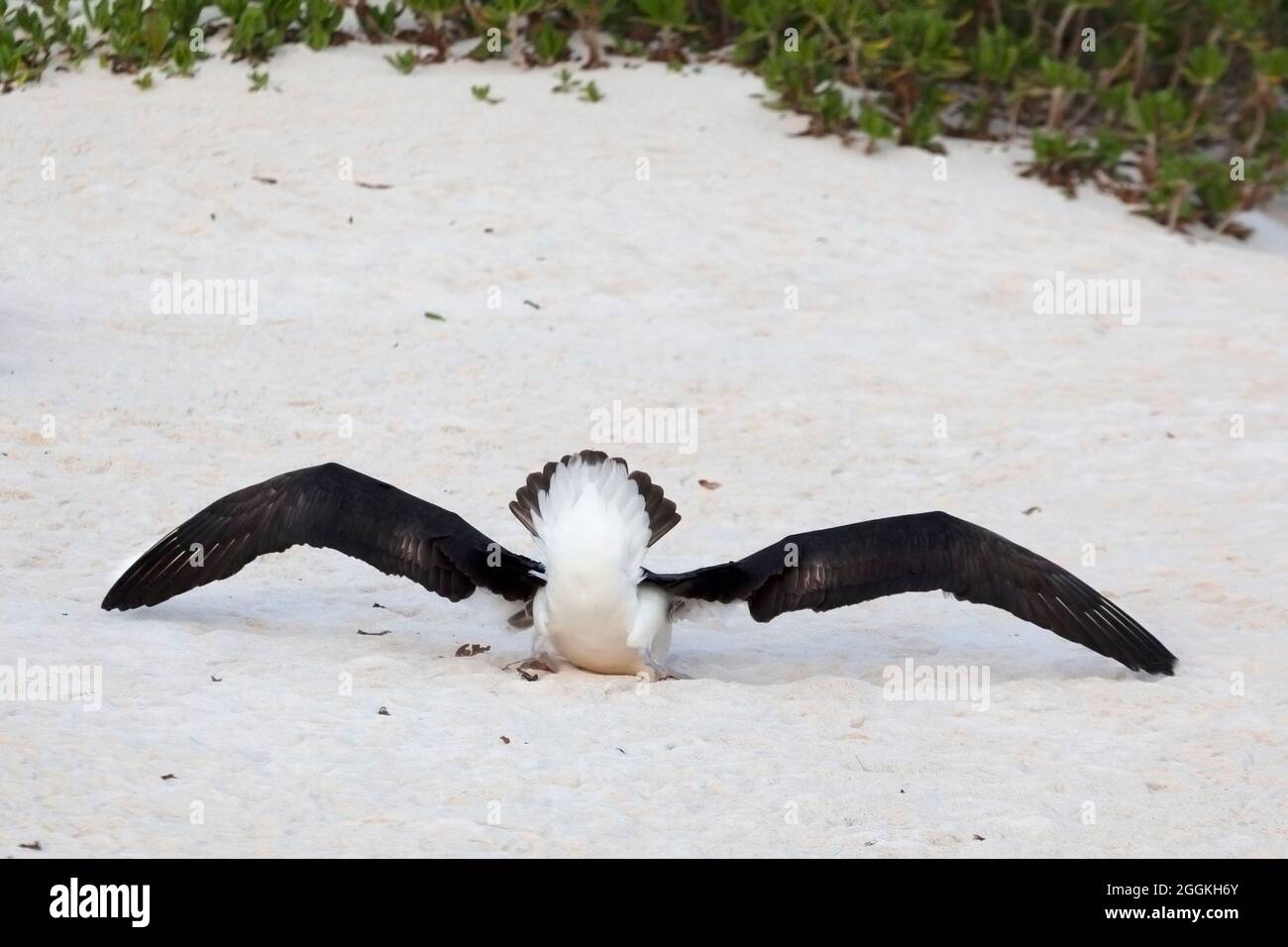 Losing feathers hi-res stock photography and images - Alamy
