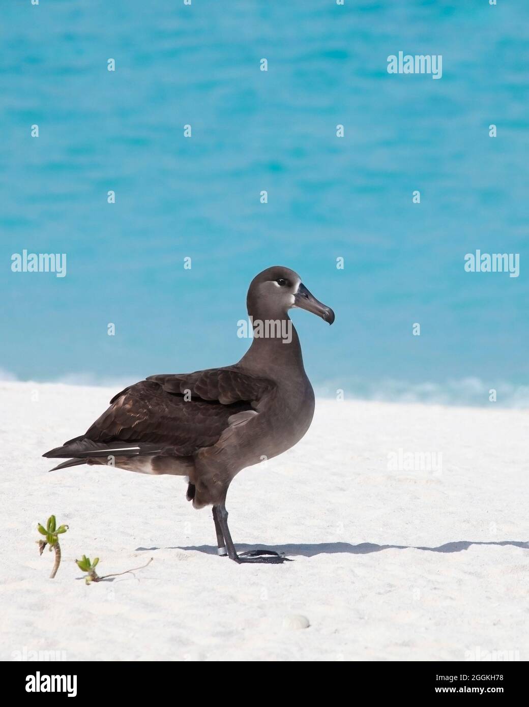 Black footed albatross hi-res stock photography and images - Alamy