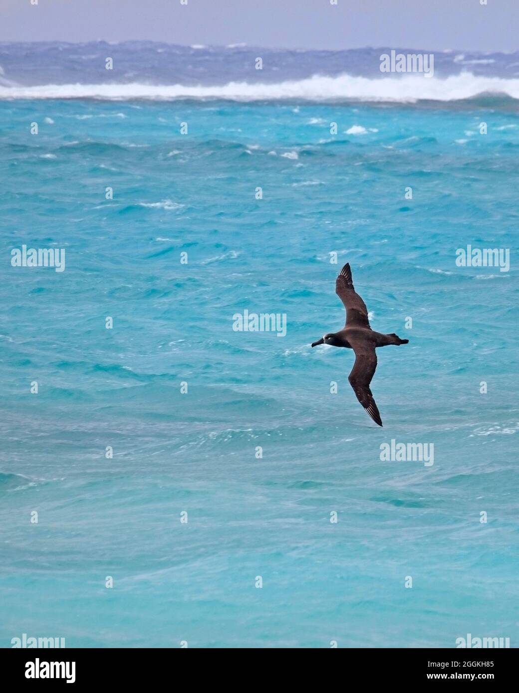Black-footed albatross soaring over turquoise water of Midway Atoll ...