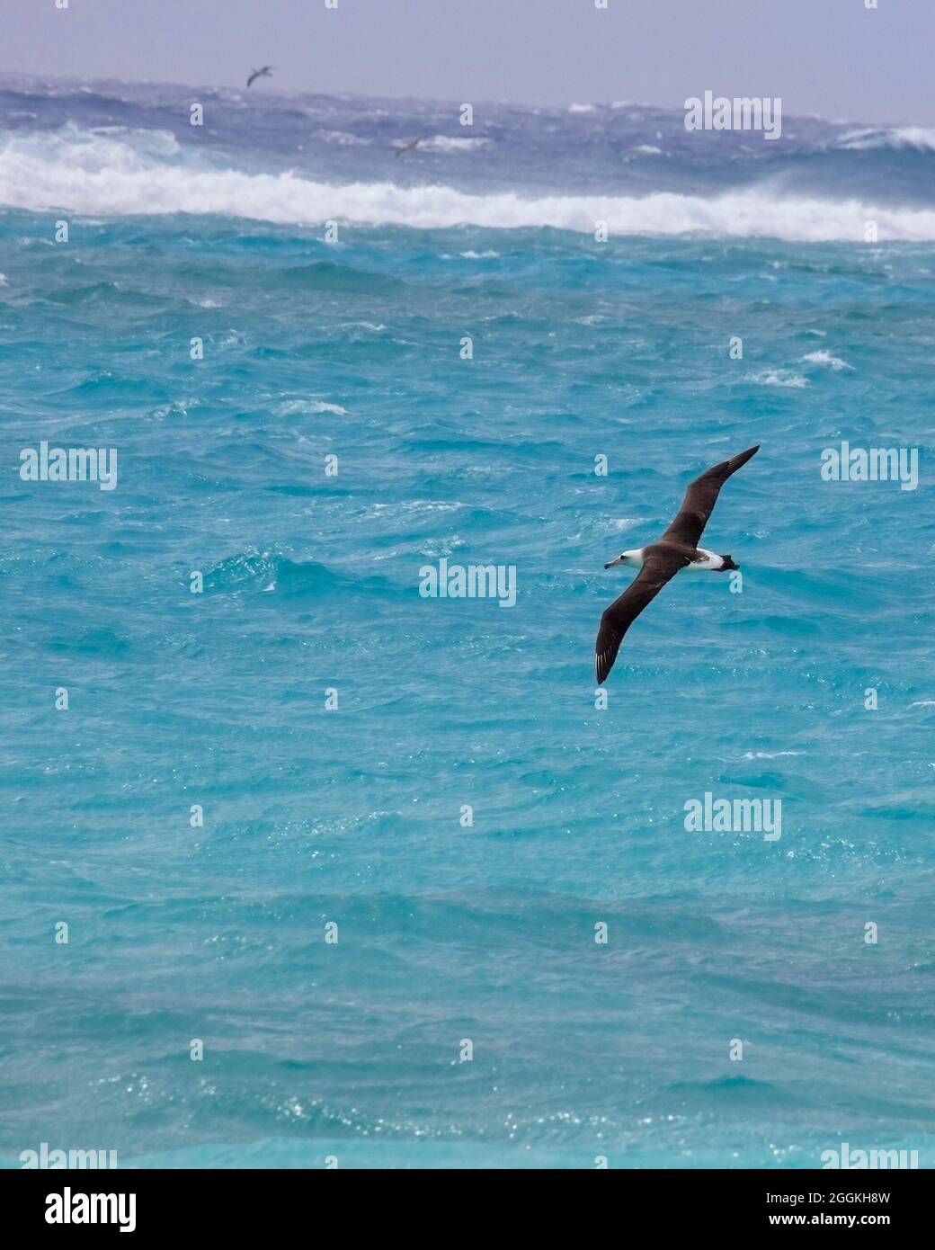 Laysan albatross flying over blue waters of Midway Atoll lagoon in the ...