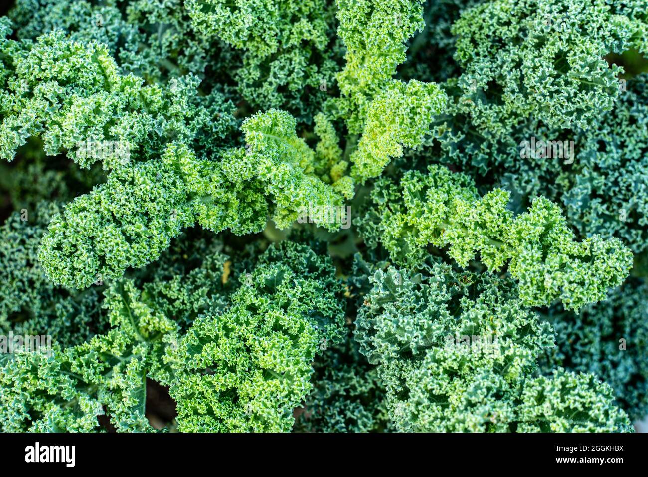 kale cabbage growing in the vegetable garden, top view Stock Photo - Alamy