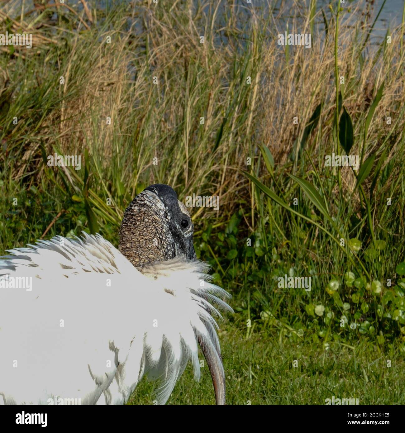 Tropical habitats hi-res stock photography and images - Alamy