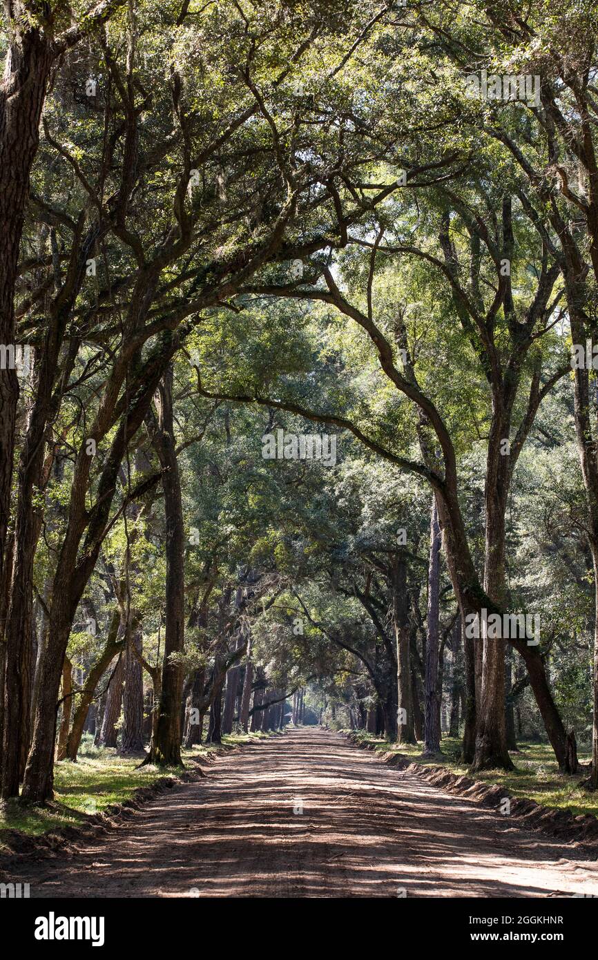 Botany Bay Plantation in Edisto Island, South Carolina Stock Photo - Alamy