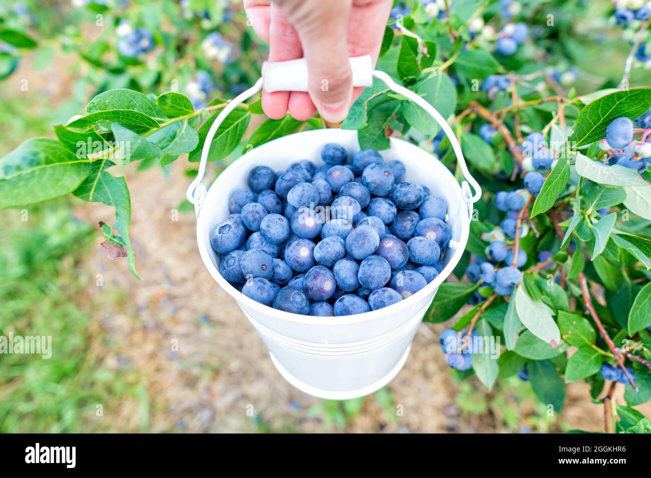 Crop view of female hand holding a white bucket full of blueberries ...