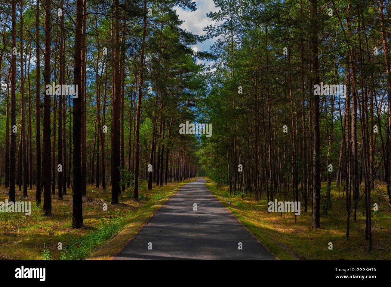 Cycle path through a pine forest in summer Stock Photo - Alamy