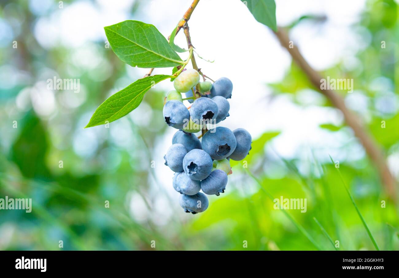 Blueberries grow on bush hi-res stock photography and images - Alamy