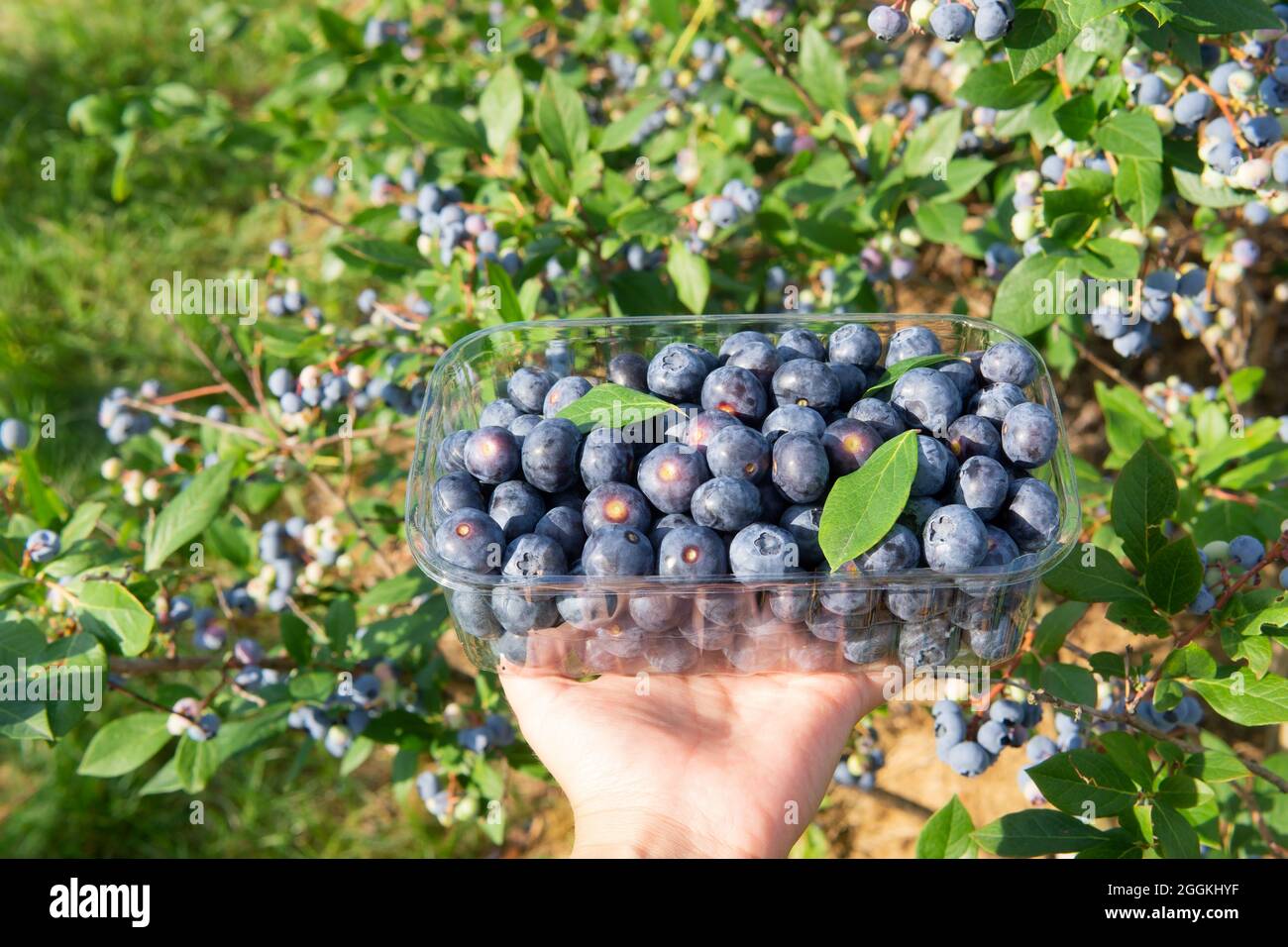 Blueberries in a box hi-res stock photography and images - Alamy